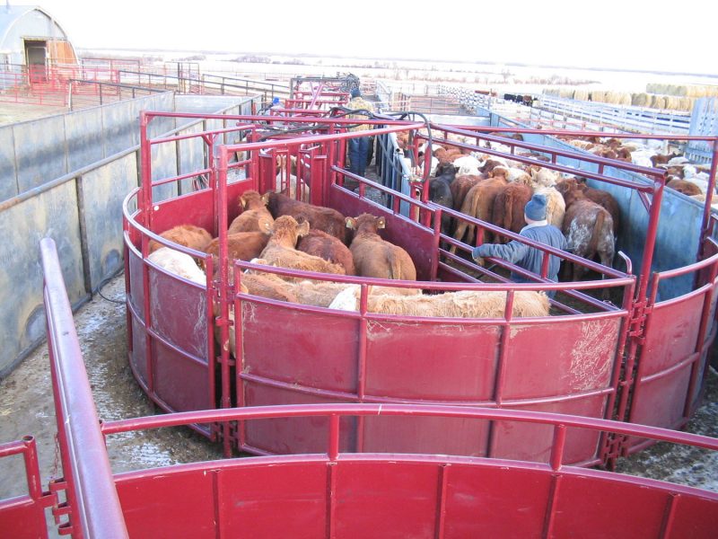 Crowding Tubs – Efficient Livestock Handling Systems