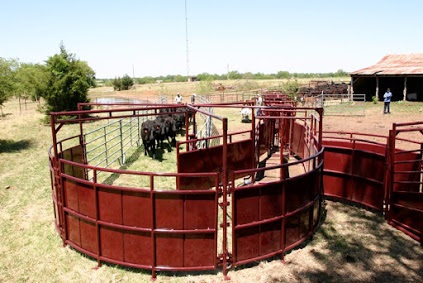 Crowding Tubs – Efficient Livestock Handling Systems